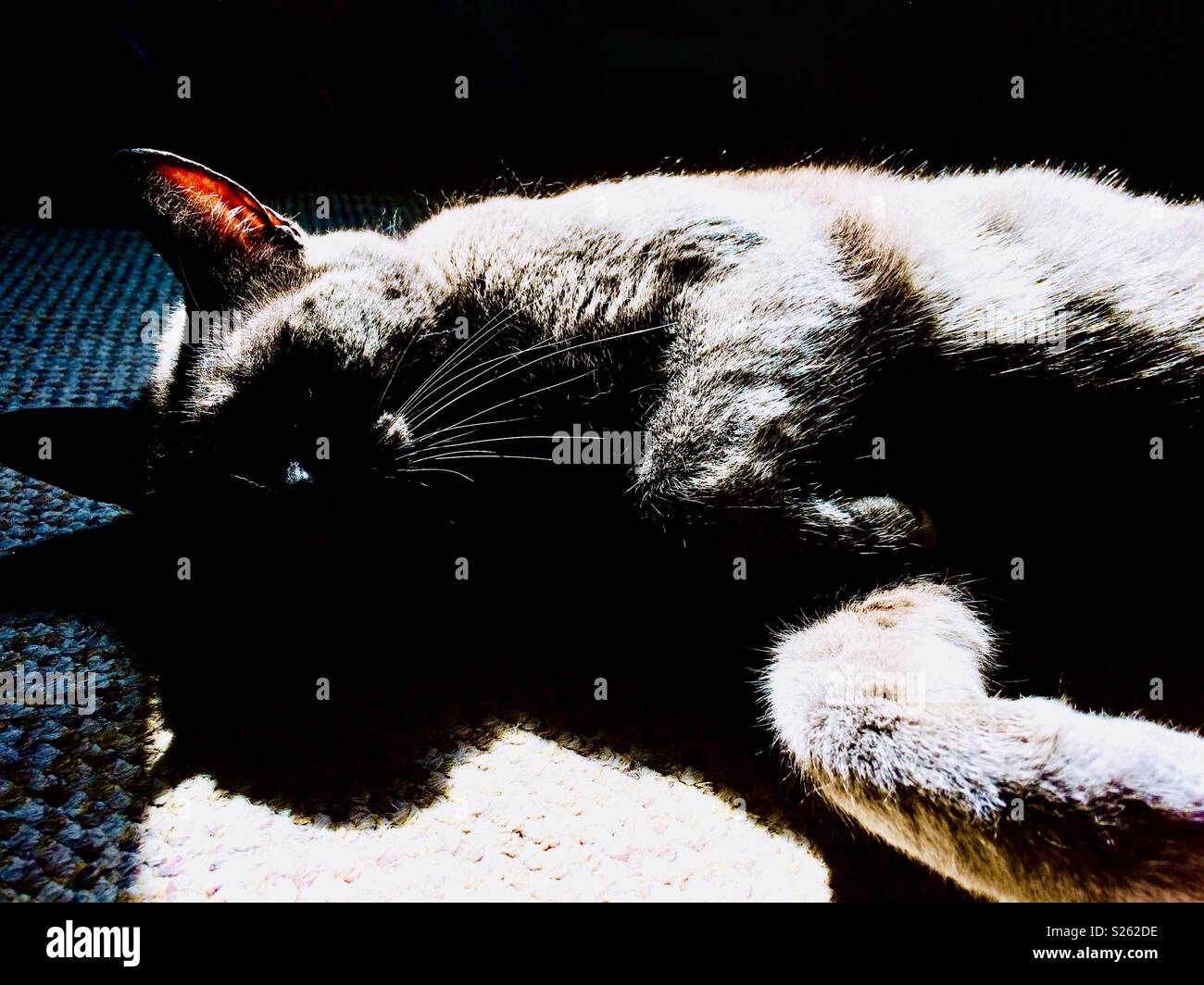 Grey cat chilling out in a patch of sunlight indoors Stock Photo - Alamy