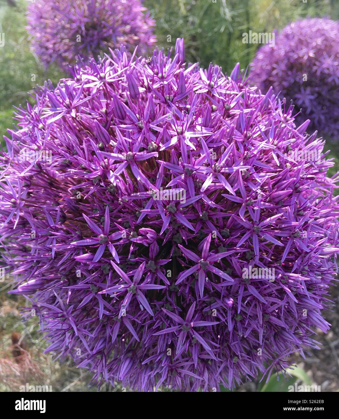 Three purple alium plants Stock Photo - Alamy