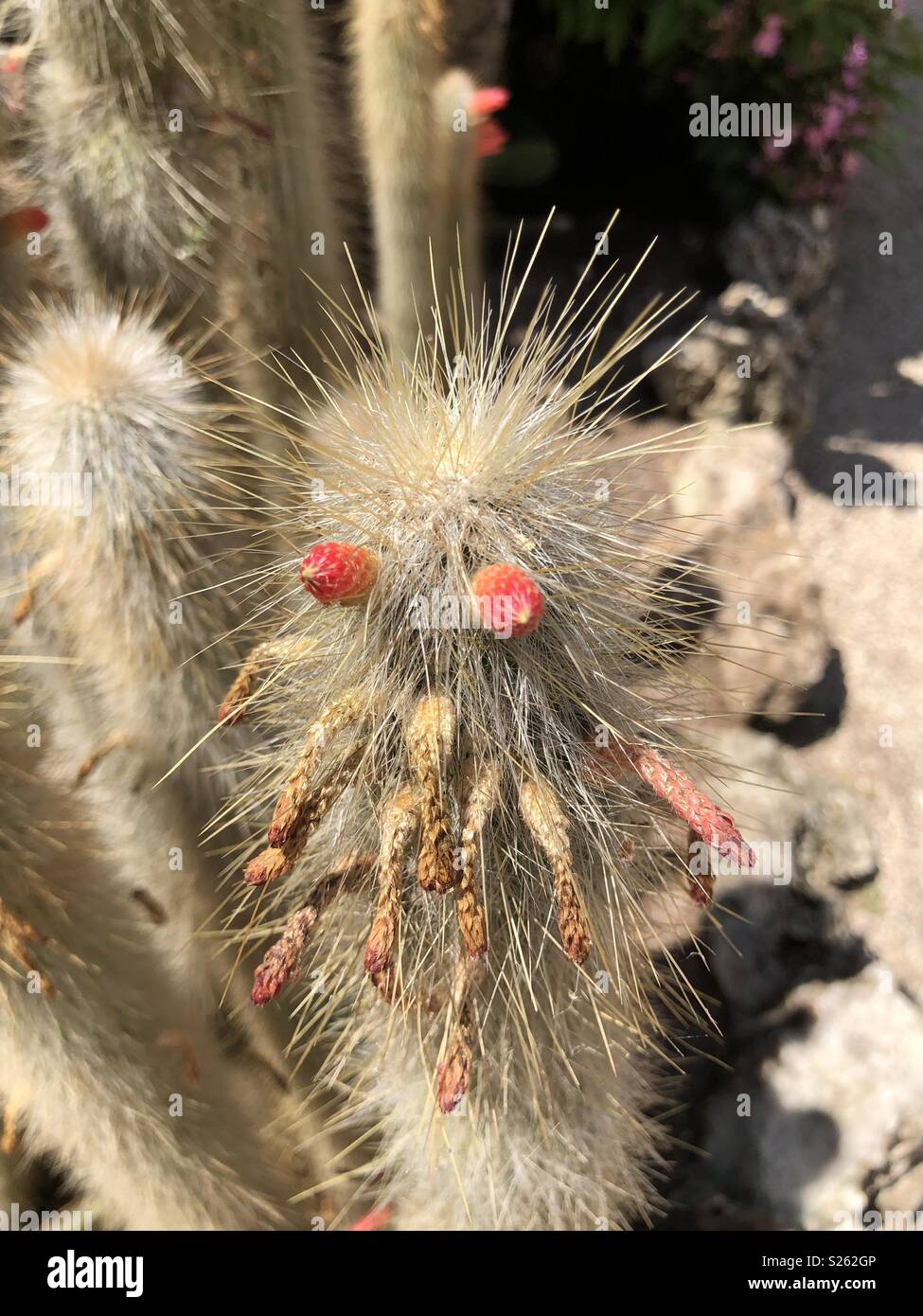 Cactus funny head Stock Photo - Alamy