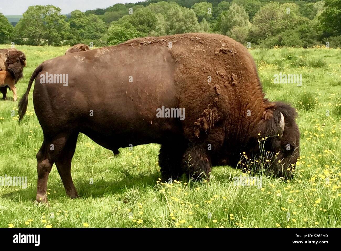 Bison uk bull hi-res stock photography and images - Alamy