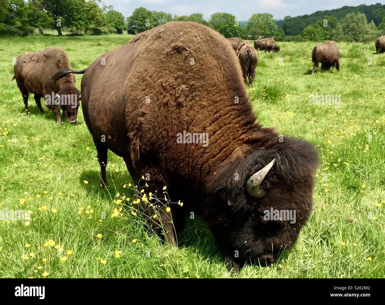 Bush farm bison centre hi-res stock photography and images - Alamy