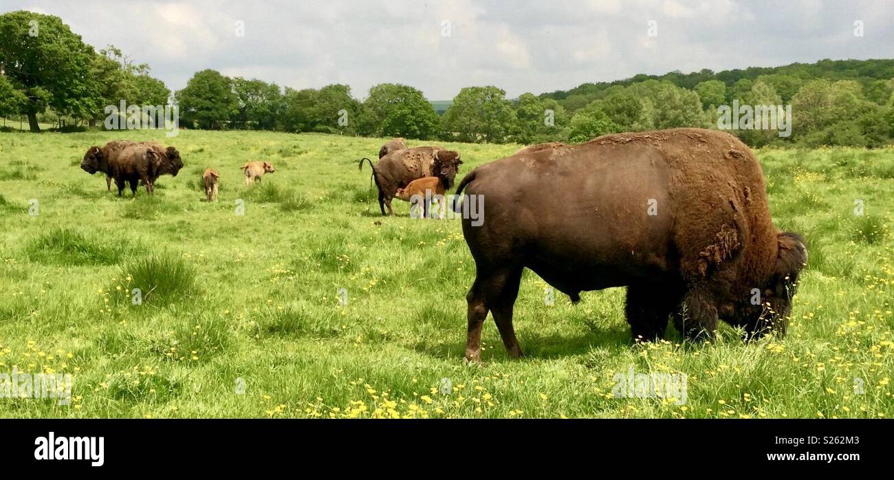 Bush farm bison centre hi-res stock photography and images - Alamy