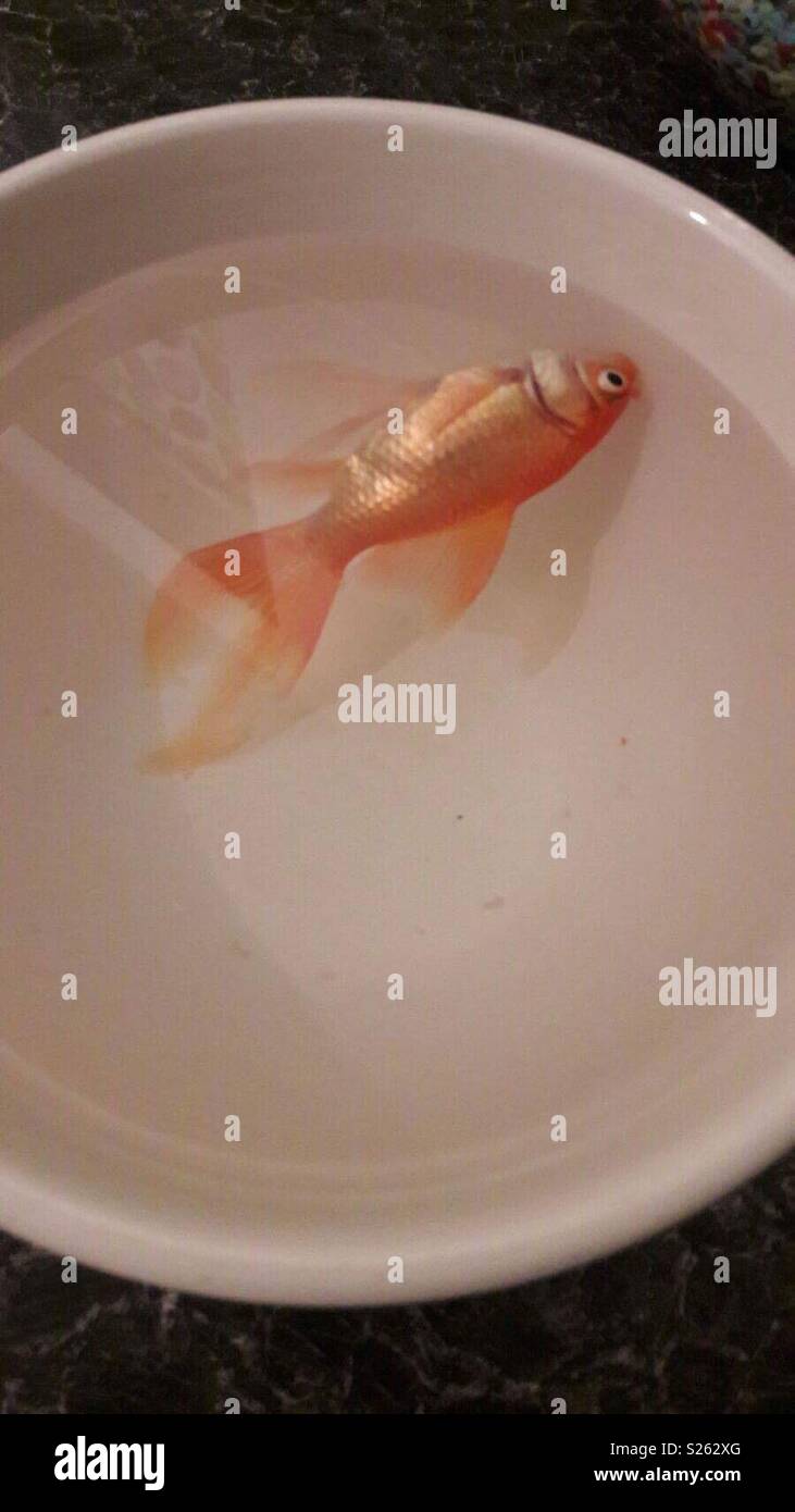 Dead goldfish bowl hi-res stock photography and images - Alamy