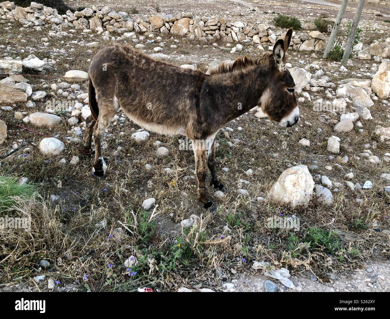 A donkey in Morocco Stock Photo - Alamy