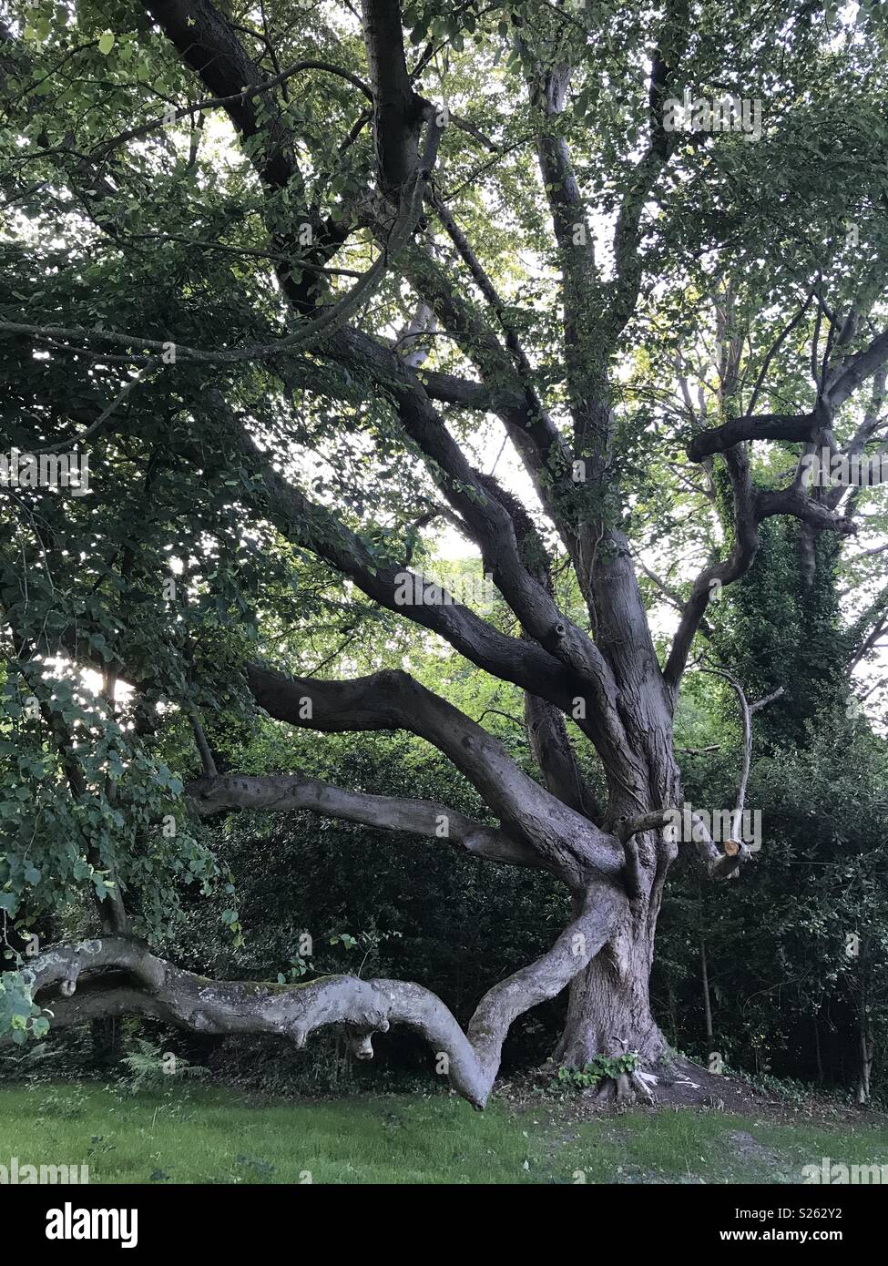 Twisted leaves hi-res stock photography and images - Alamy