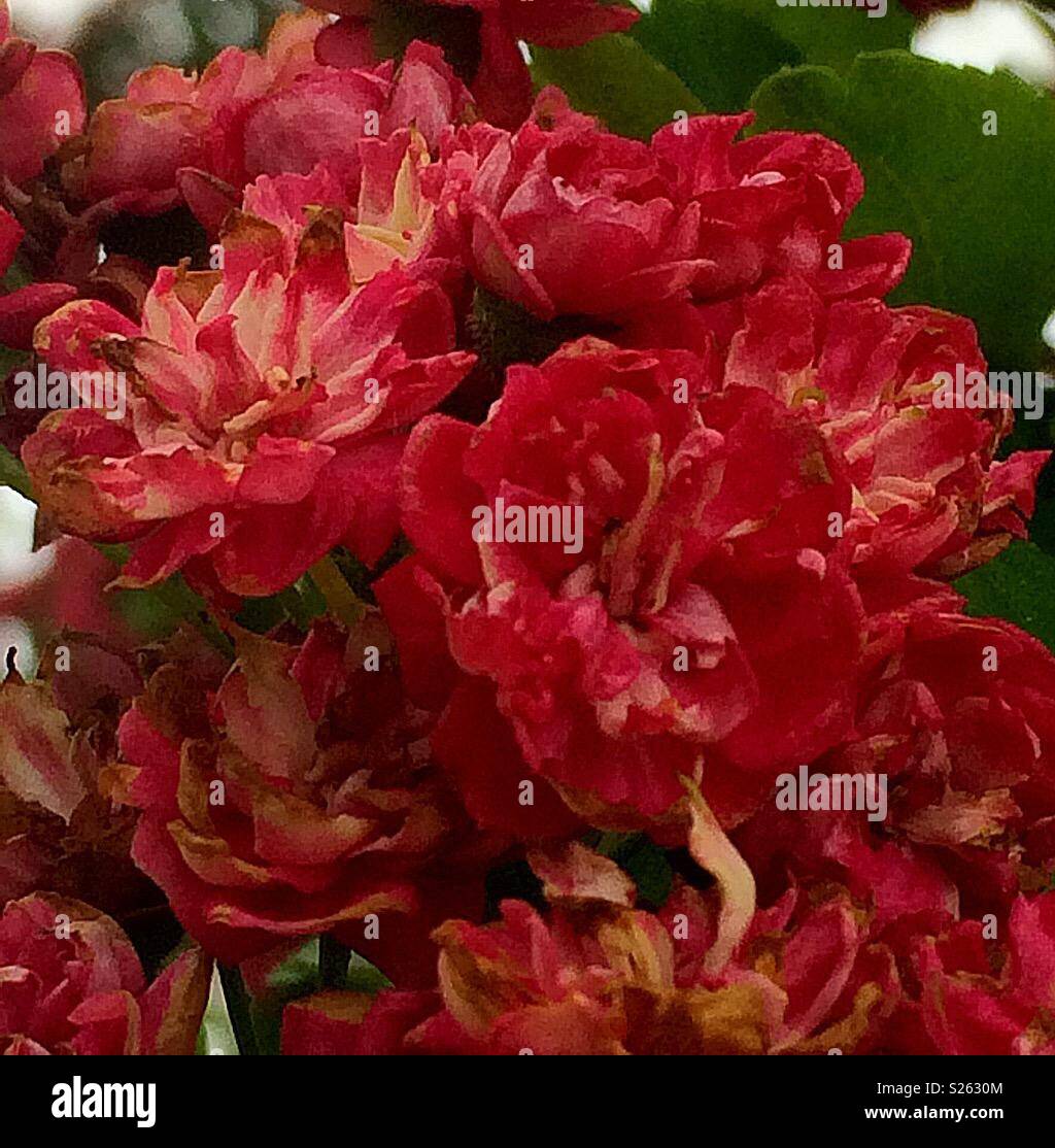 Crataegus laevigata (Paul’s Scarlet). Also known as Hawthorn Stock ...
