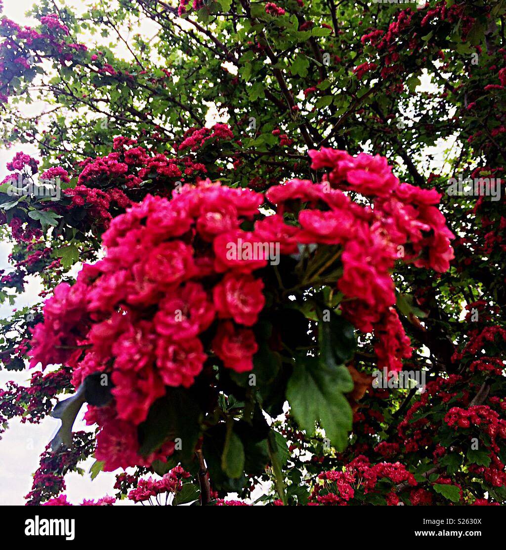Crataegus laevigata (Paul’s Scarlet). Also known as Hawthorn Stock ...