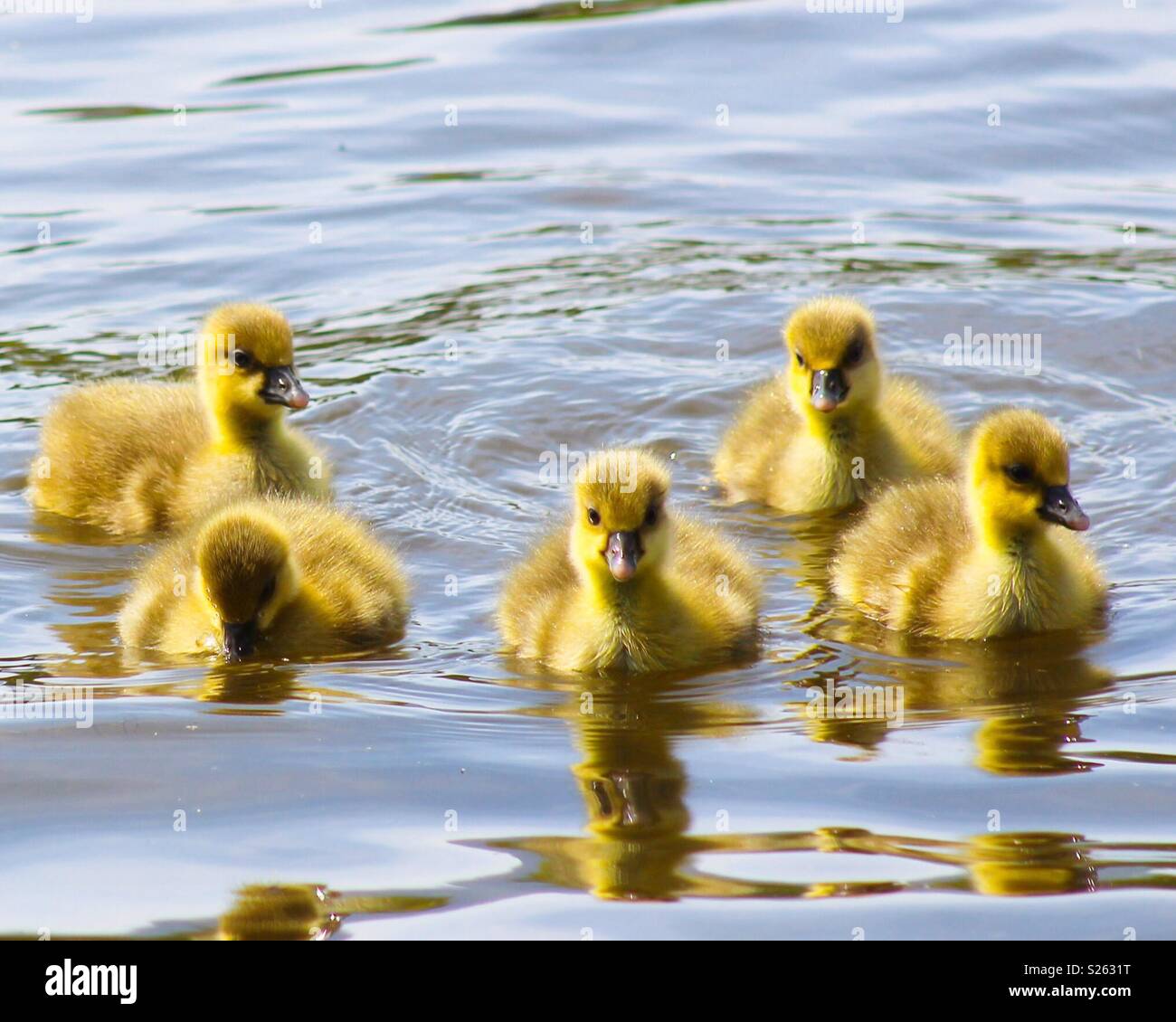 Family and siblings hi-res stock photography and images - Alamy