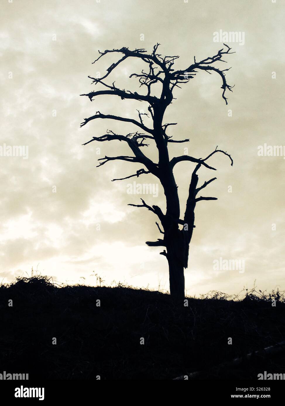 Dead tree in field Stock Photo - Alamy