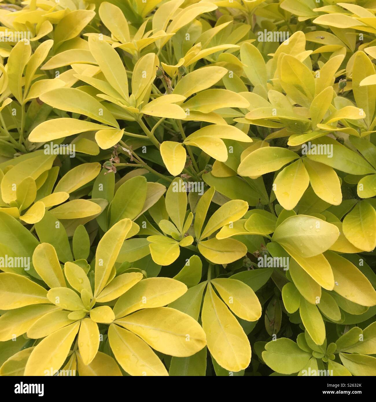 Yellow green hedge hi-res stock photography and images - Alamy
