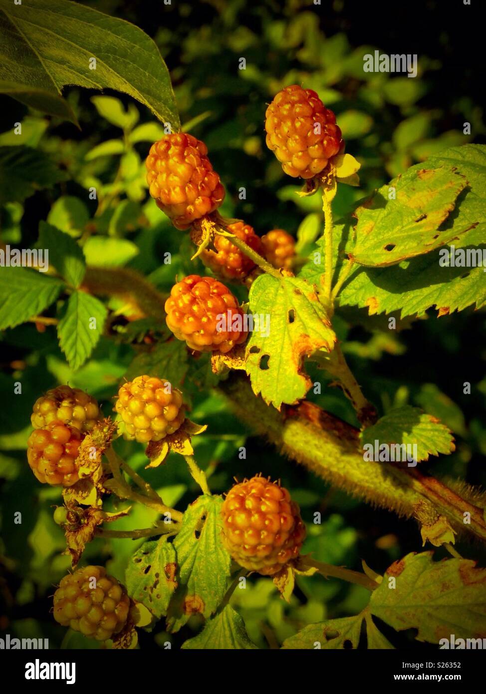 Immature wild blackberries on North Carolina field Stock Photo - Alamy