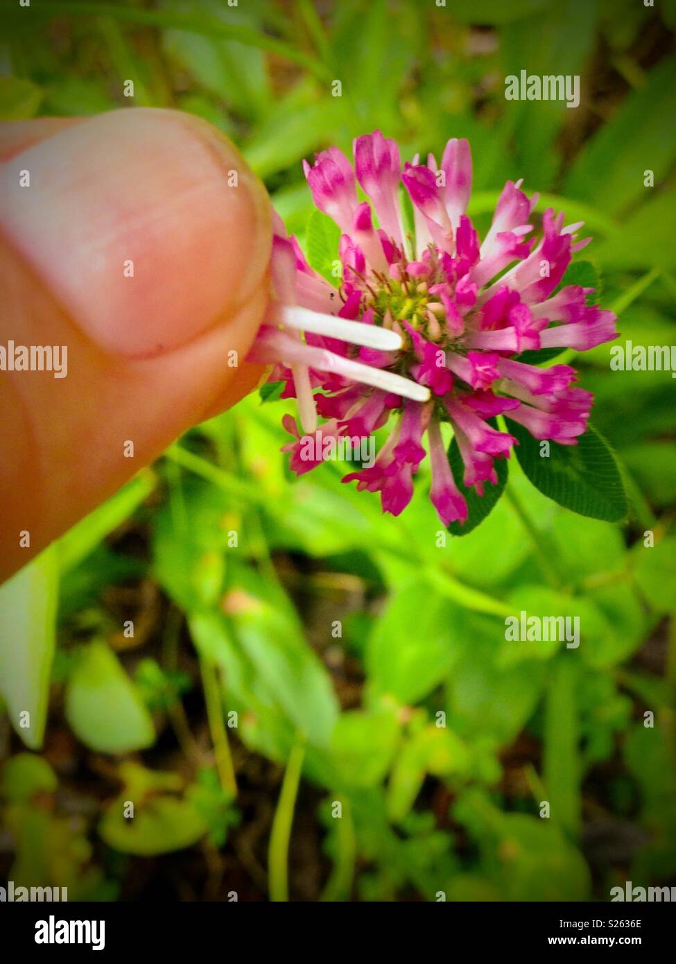 Red clover stamen grasped in hand in order to taste the nectar Stock ...
