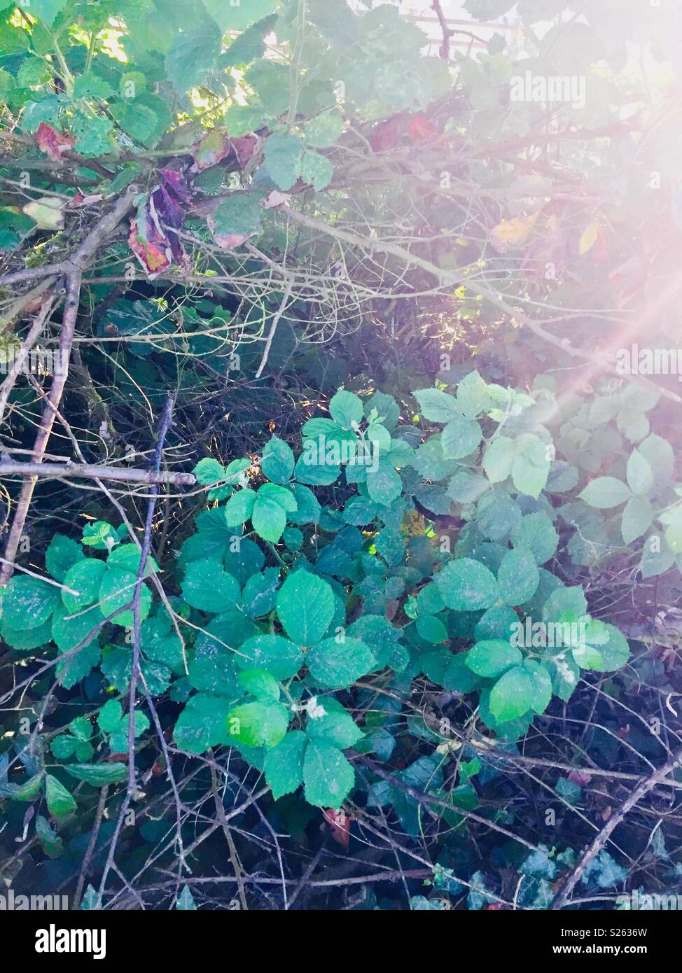 Leaves in sun Stock Photo - Alamy