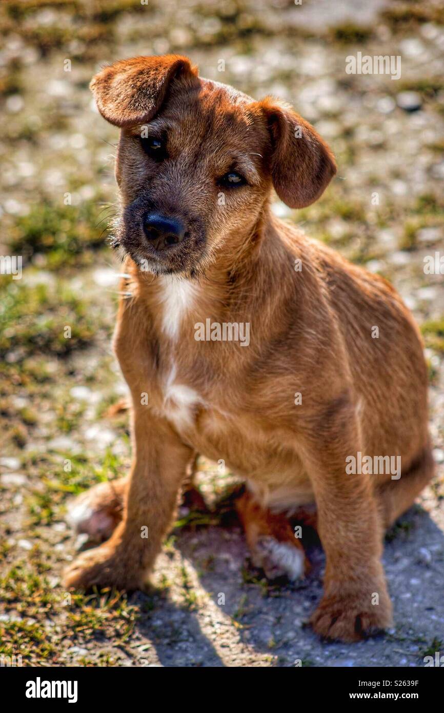 Gold hound hi-res stock photography and images - Alamy