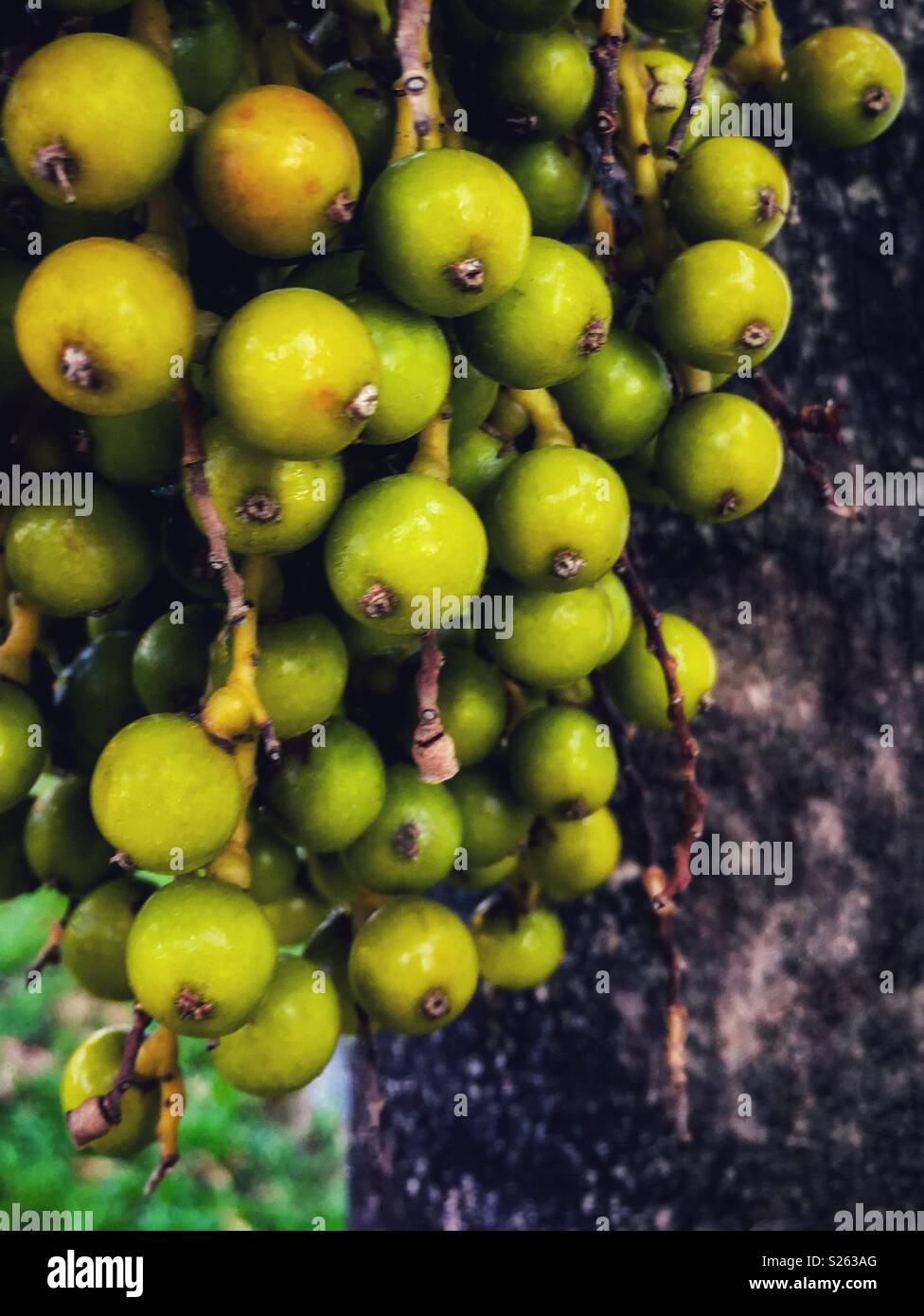 Palm tree with fruits hi-res stock photography and images - Alamy