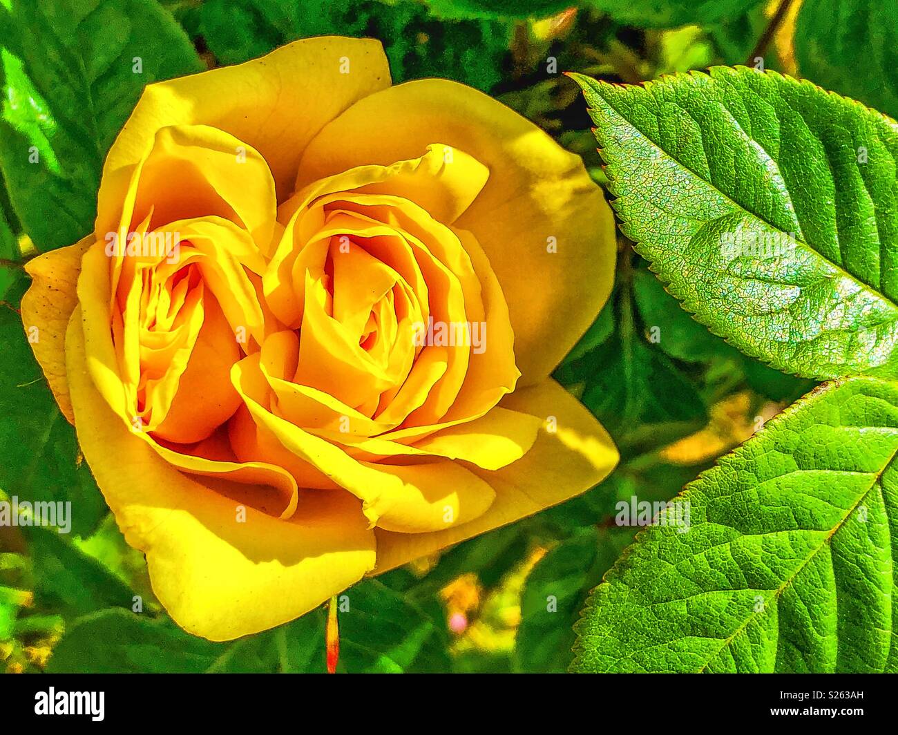 Yellow rose with lush green leaves Stock Photo - Alamy