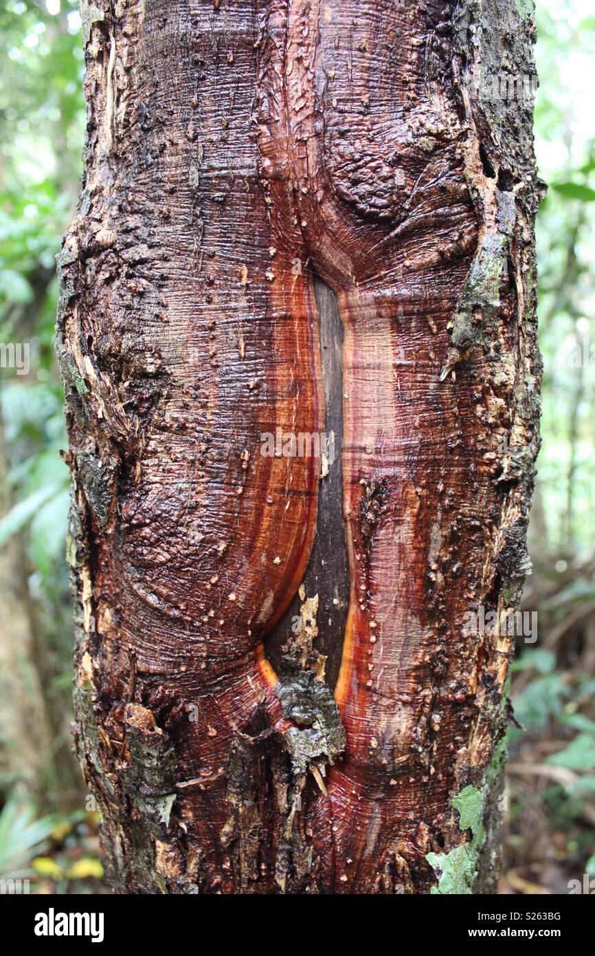 Tree veins hi-res stock photography and images - Alamy