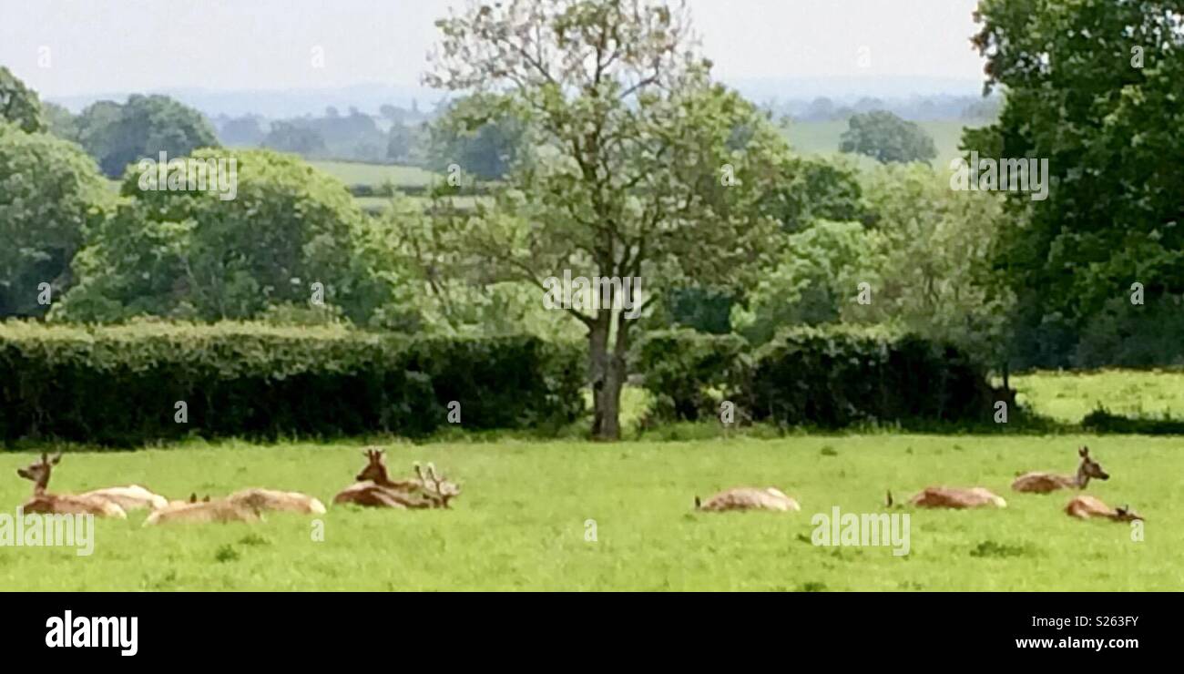 Bush farm bison centre farm hi-res stock photography and images - Alamy