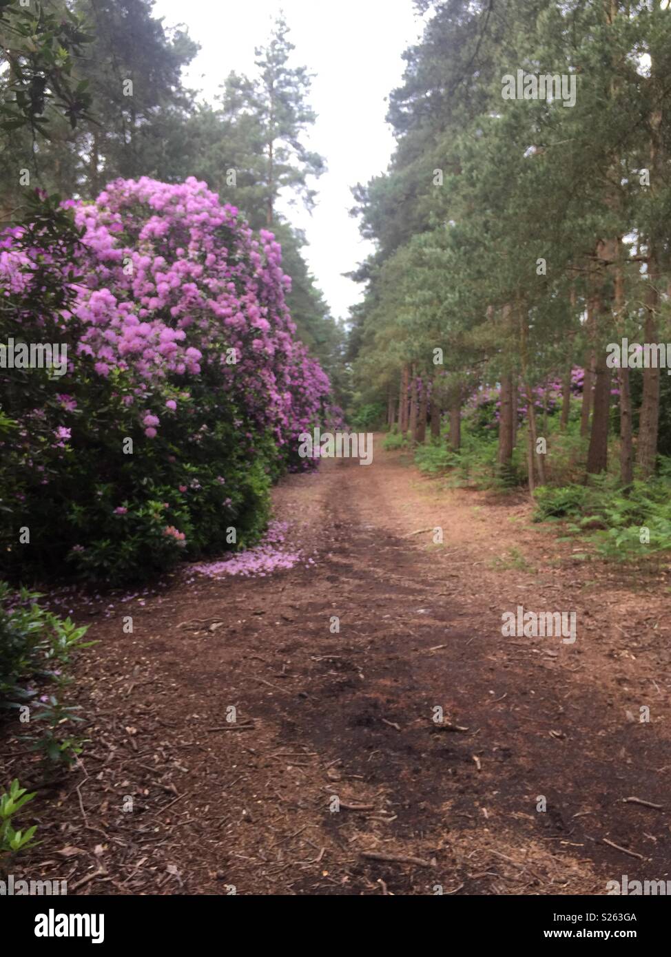 Path of colour Stock Photo - Alamy