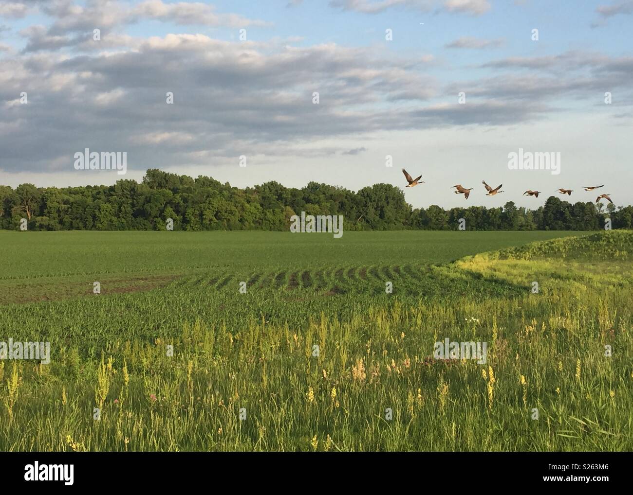 Flying with the geese hi-res stock photography and images - Alamy
