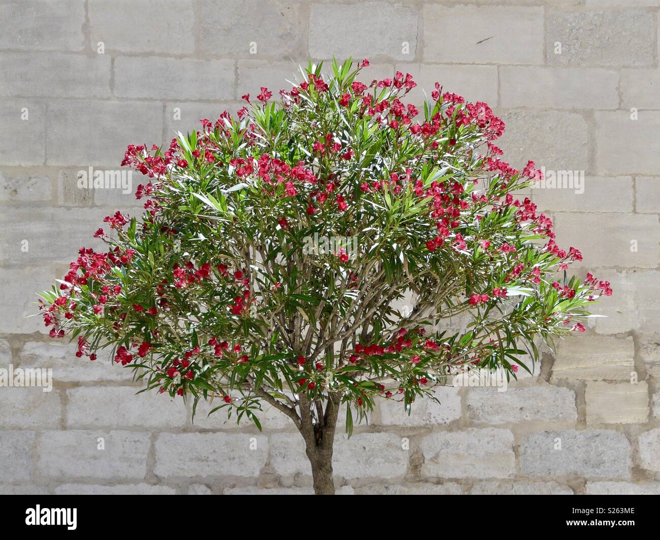 Tree against a wall Stock Photo - Alamy