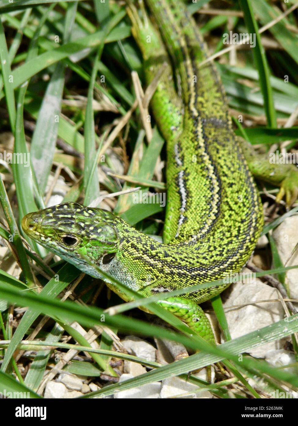 Green grass lizard Stock Photo - Alamy