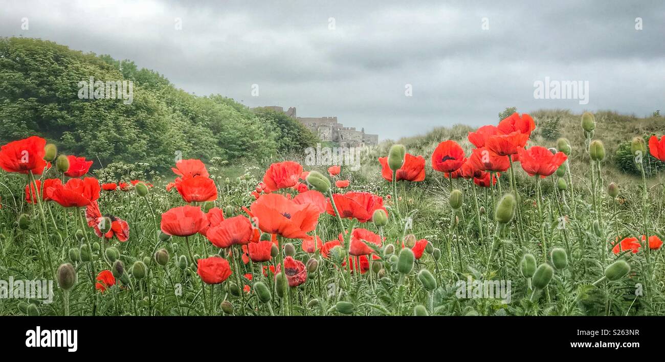 Wild red poppies in field next to bamburgh Castle Stock Photo - Alamy