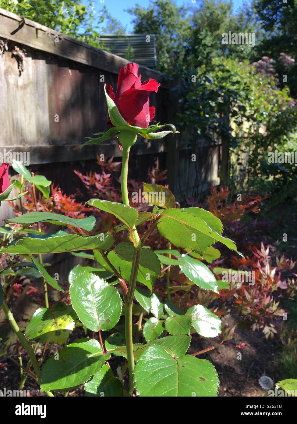 single red rose Stock Photo - Alamy