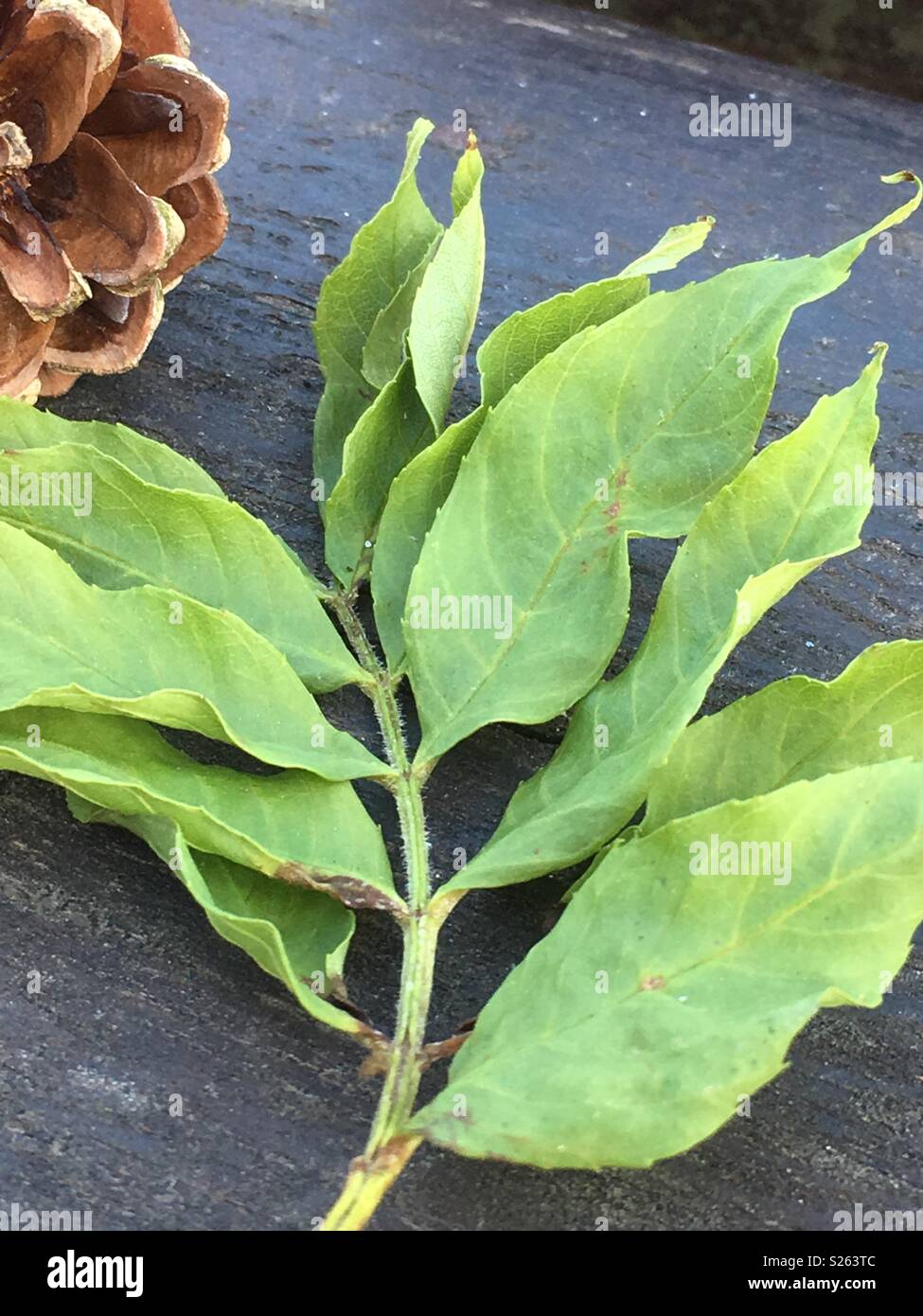 Leaves and cone Stock Photo - Alamy