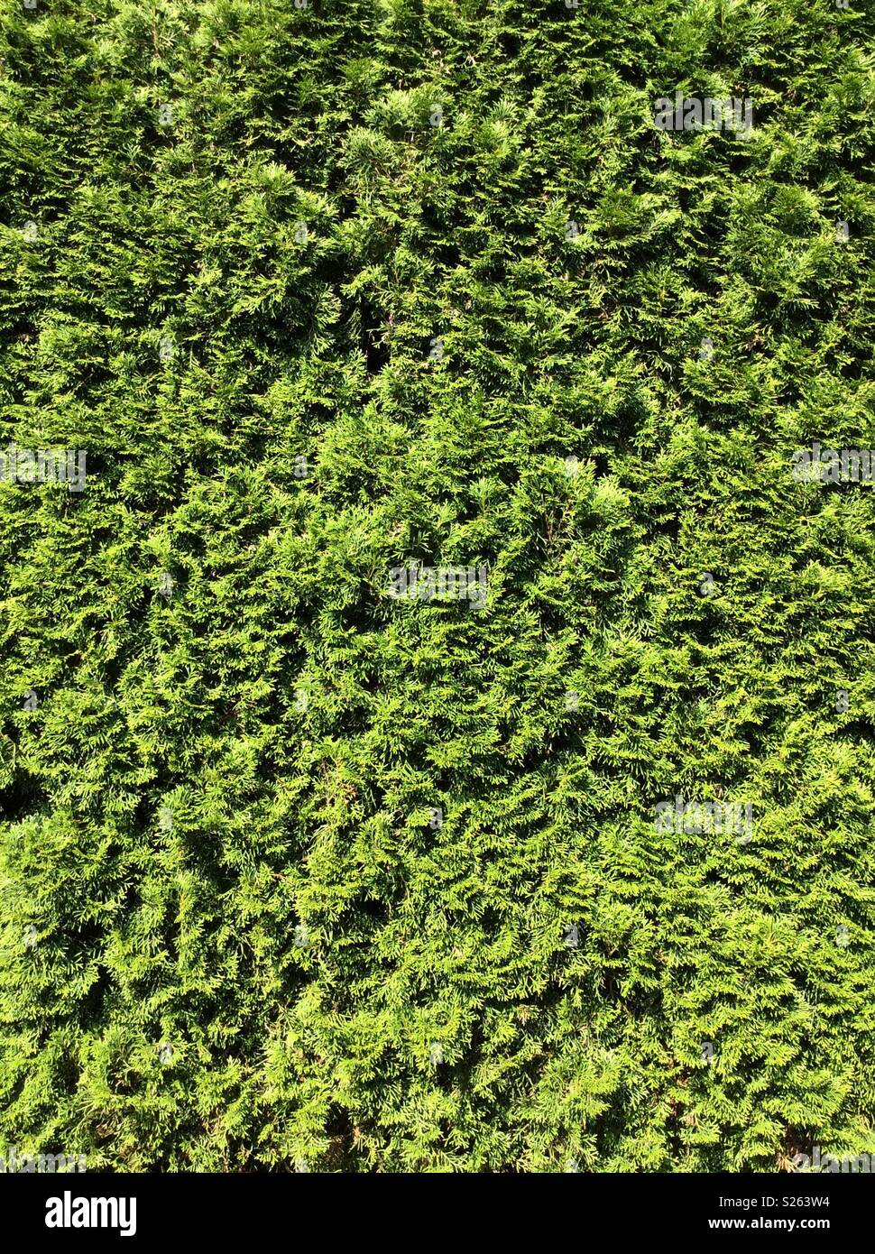 Thuja hedge hi-res stock photography and images - Alamy