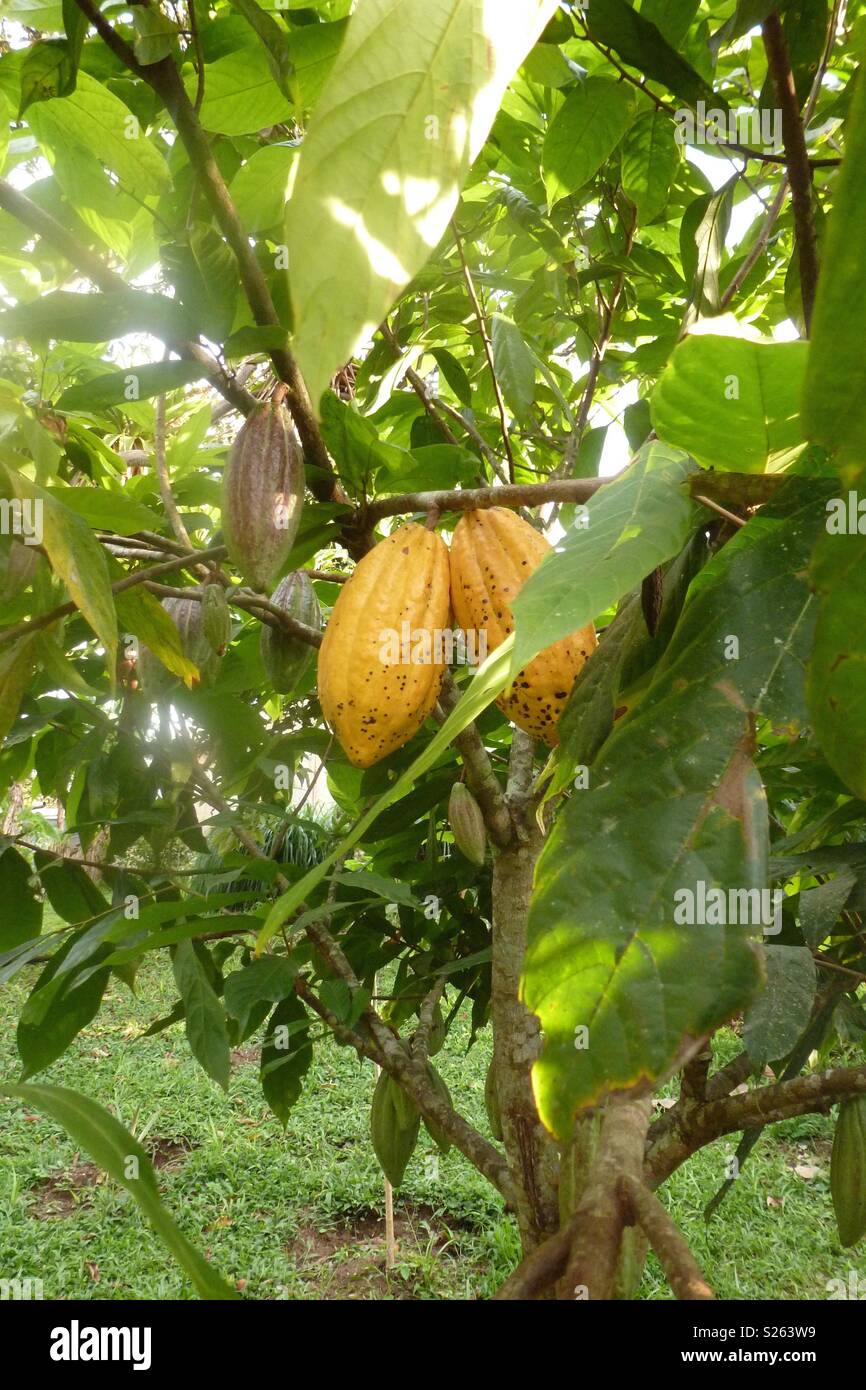 Cocoa tree hi-res stock photography and images - Alamy