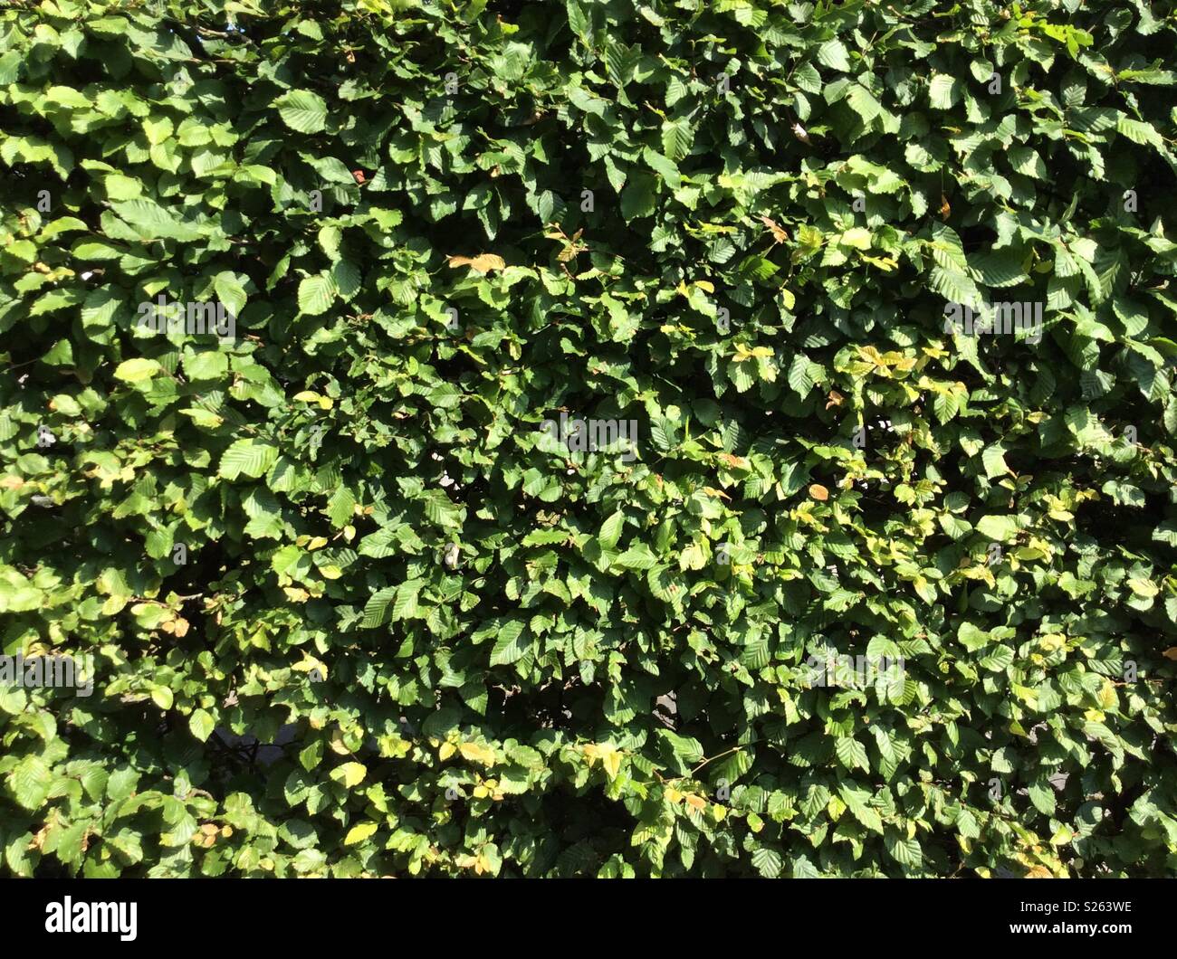 Evergreen beech hi-res stock photography and images - Alamy