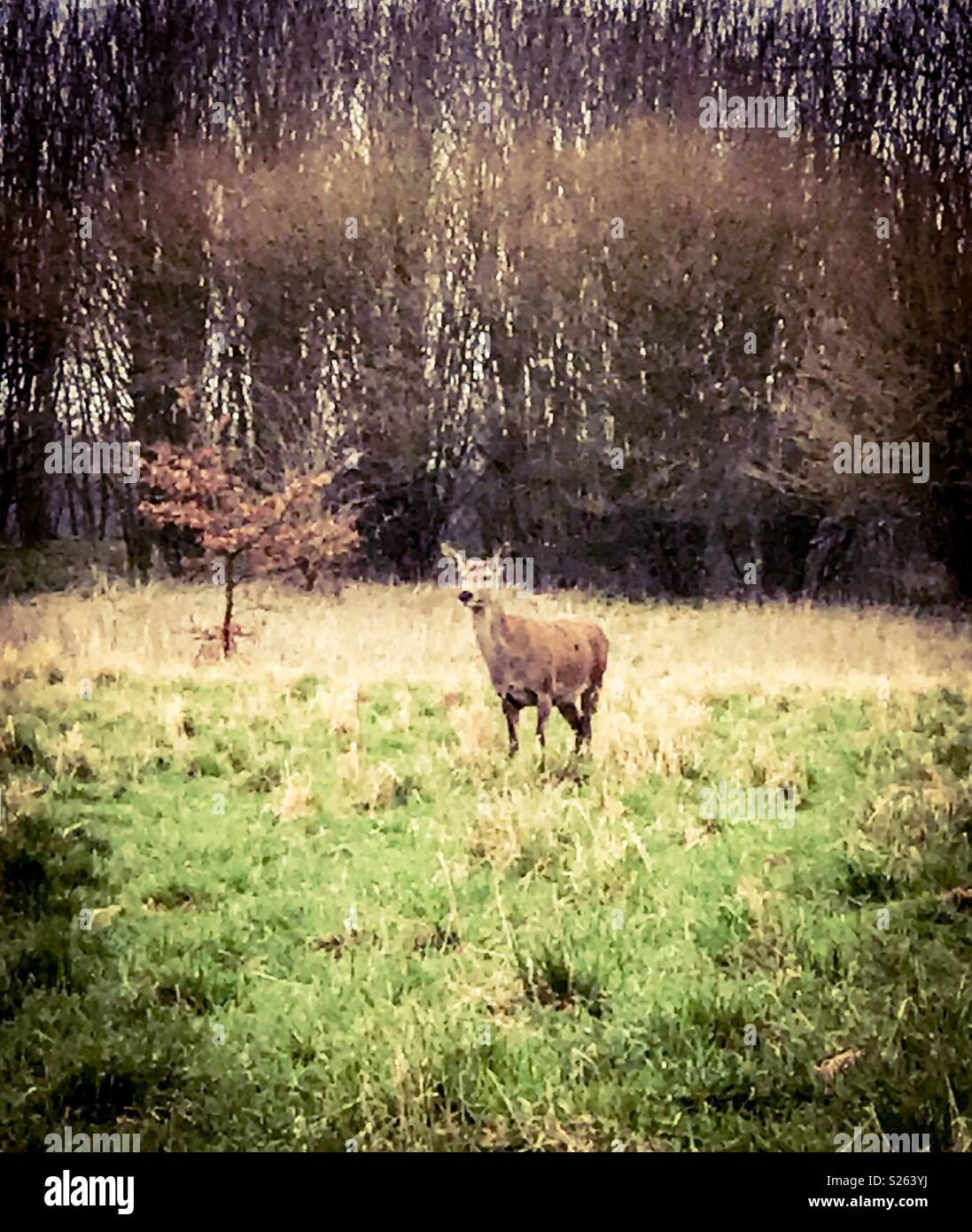 Cannock chase wildlife hi-res stock photography and images - Alamy