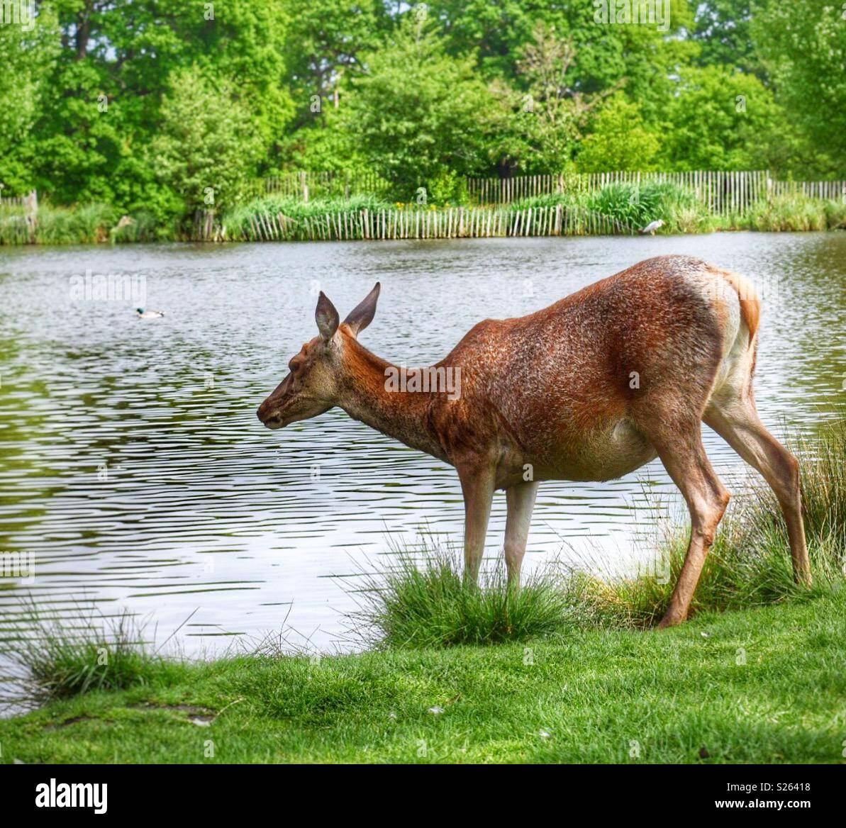 Deers london animals wildlife hi-res stock photography and images - Alamy