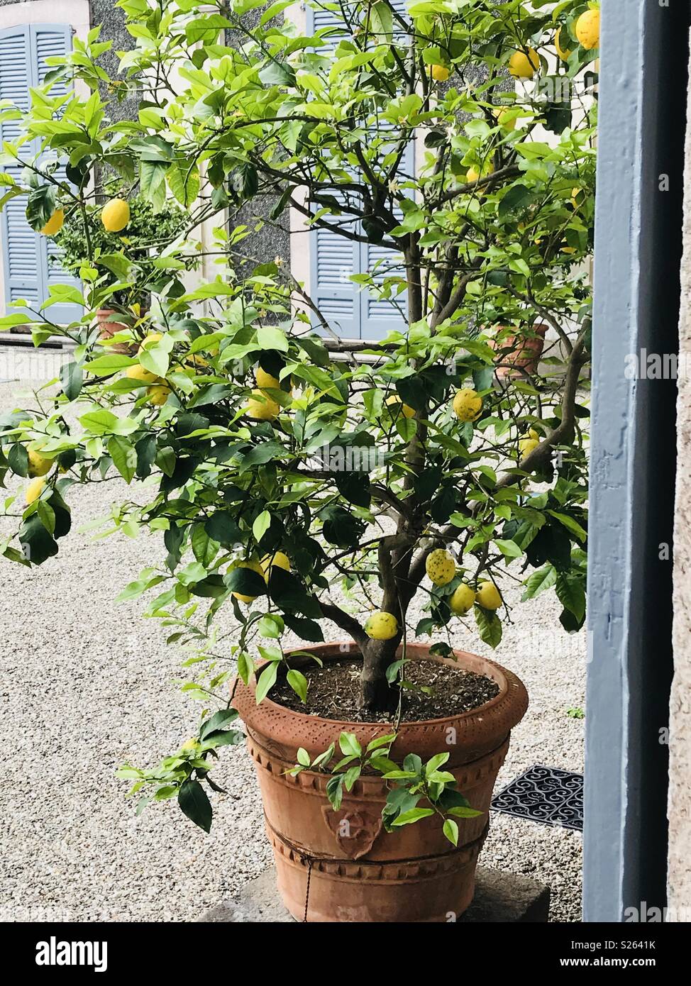 View of a lemon tree at the palace gardens from a palace window at ...
