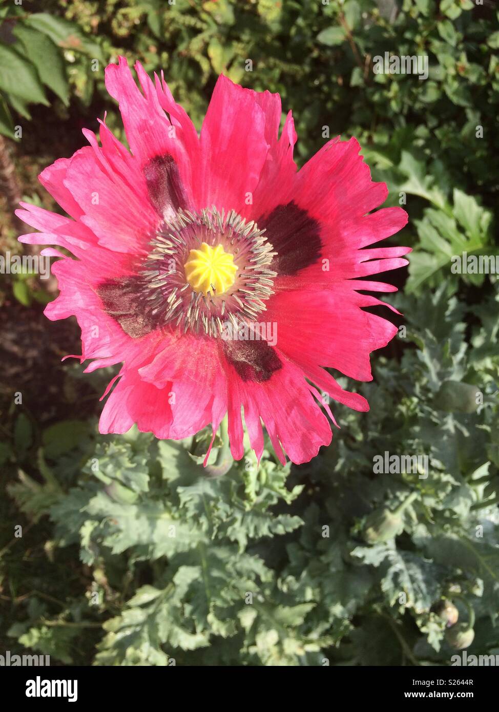 Poppy wild flowers hi-res stock photography and images - Alamy