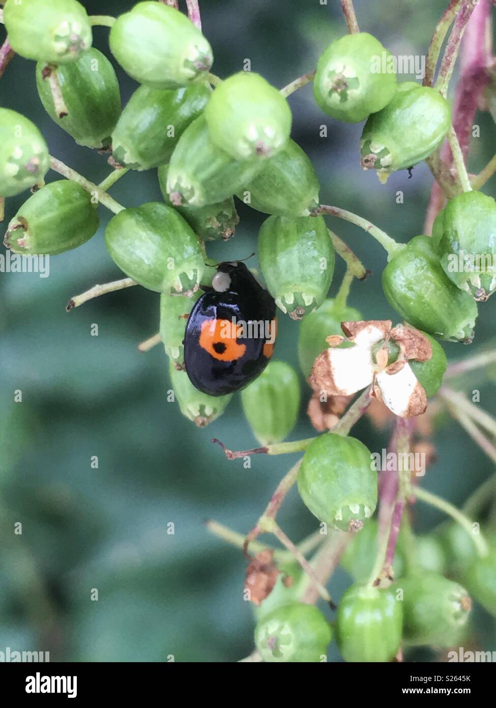 Ladybug with unusual pattern - Marienkäfer mit ungewöhnlicher Musterung ...