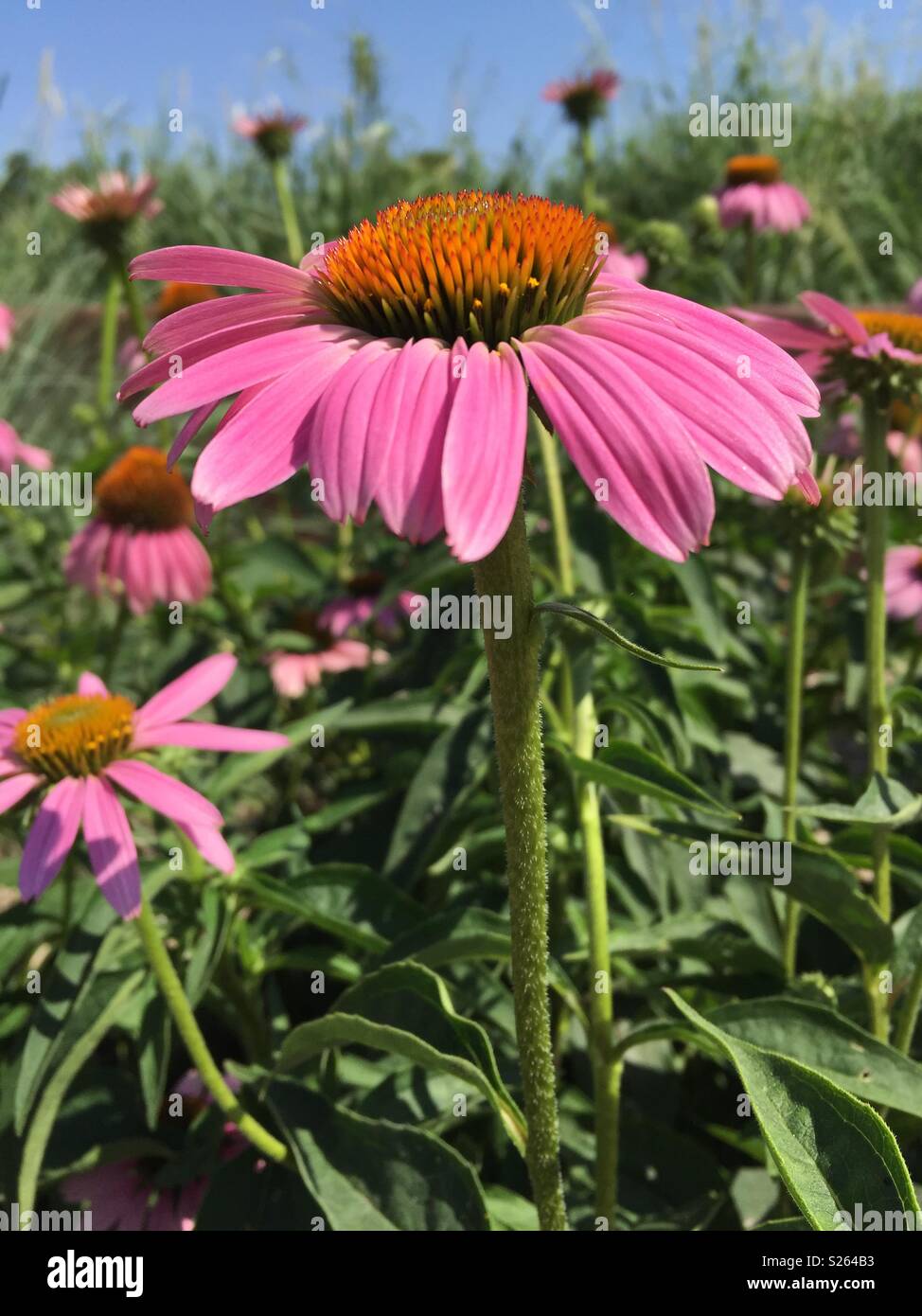 Pink sunflower hi-res stock photography and images - Alamy