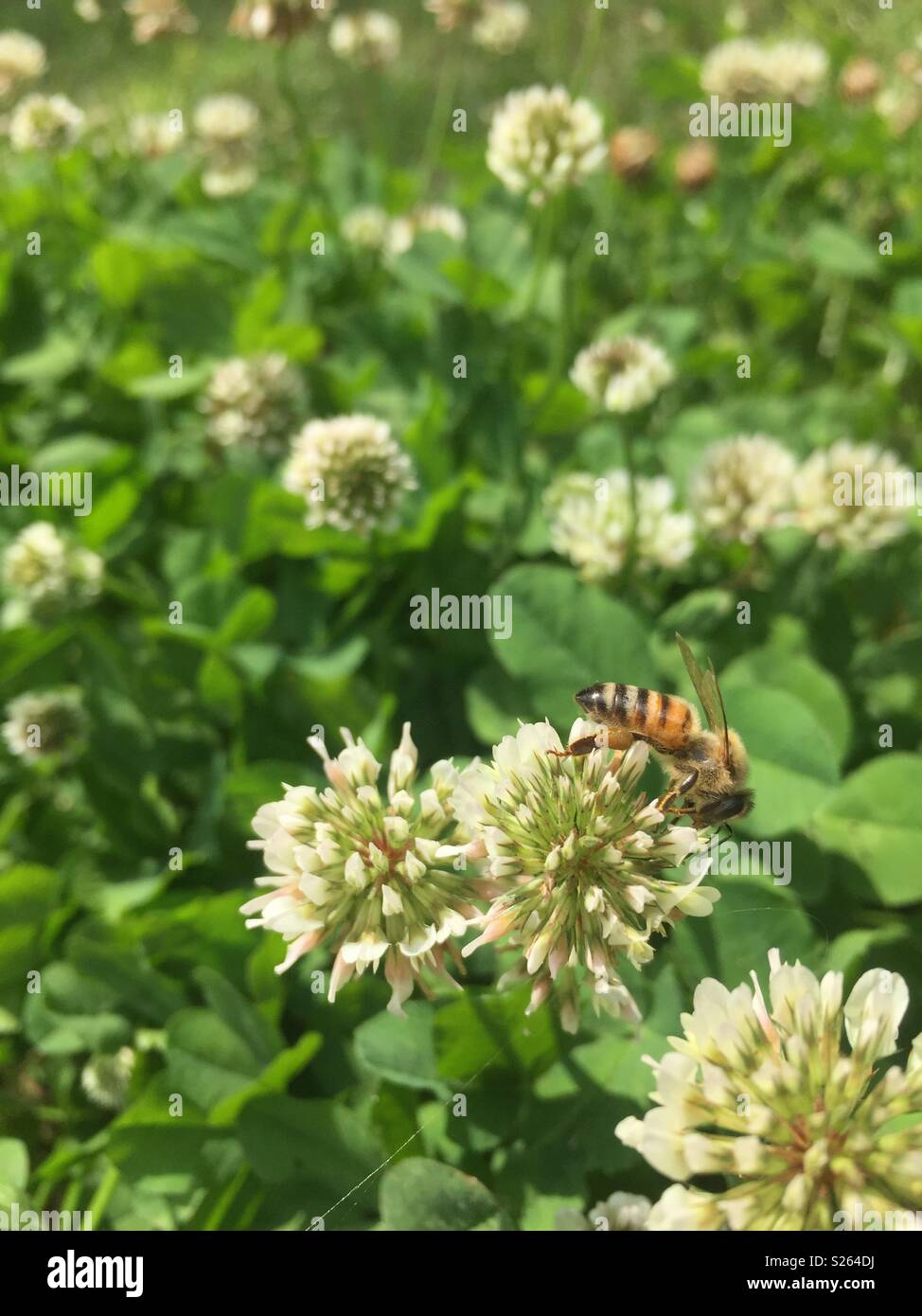 Clover flower blooming outsides with honey bee collecting honey Stock ...