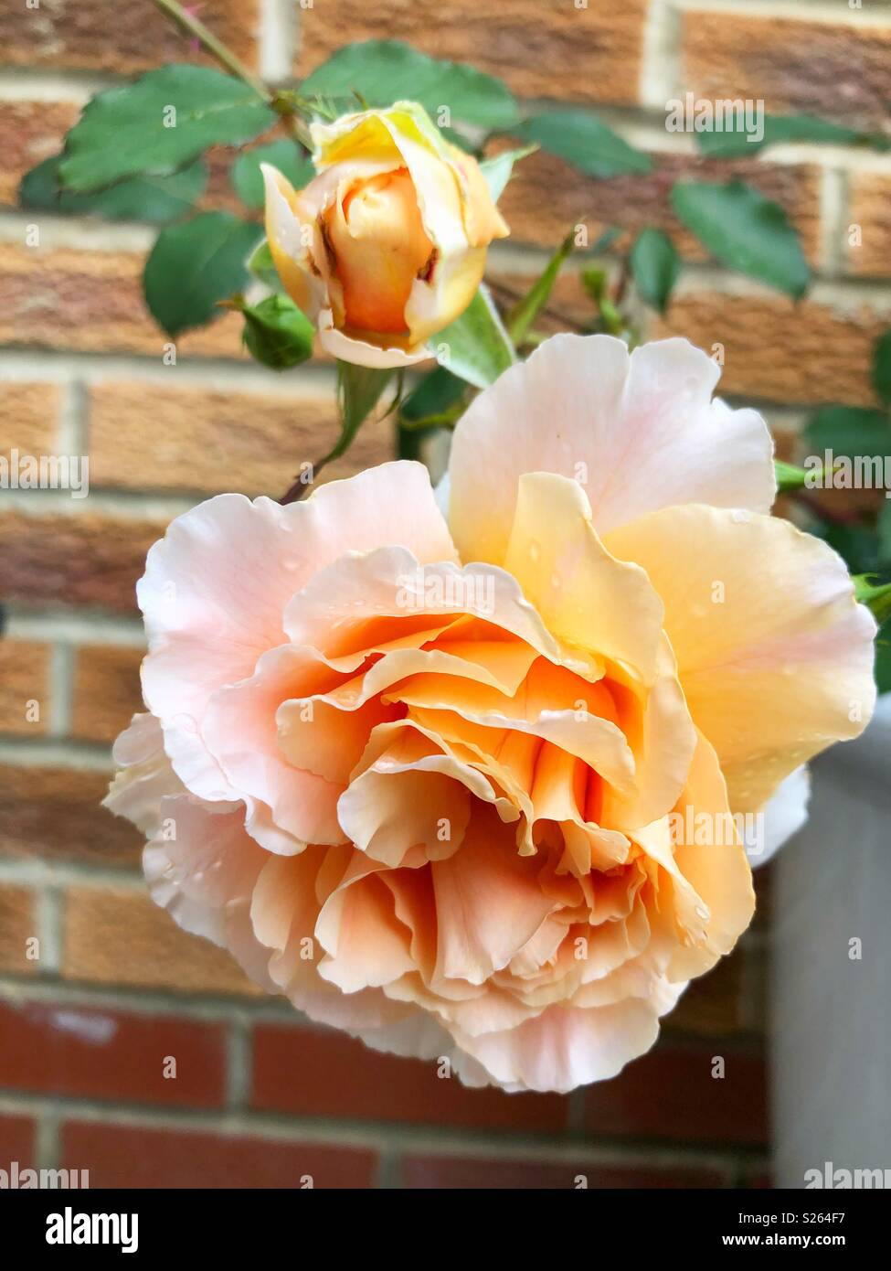 David austin rose hi-res stock photography and images - Alamy