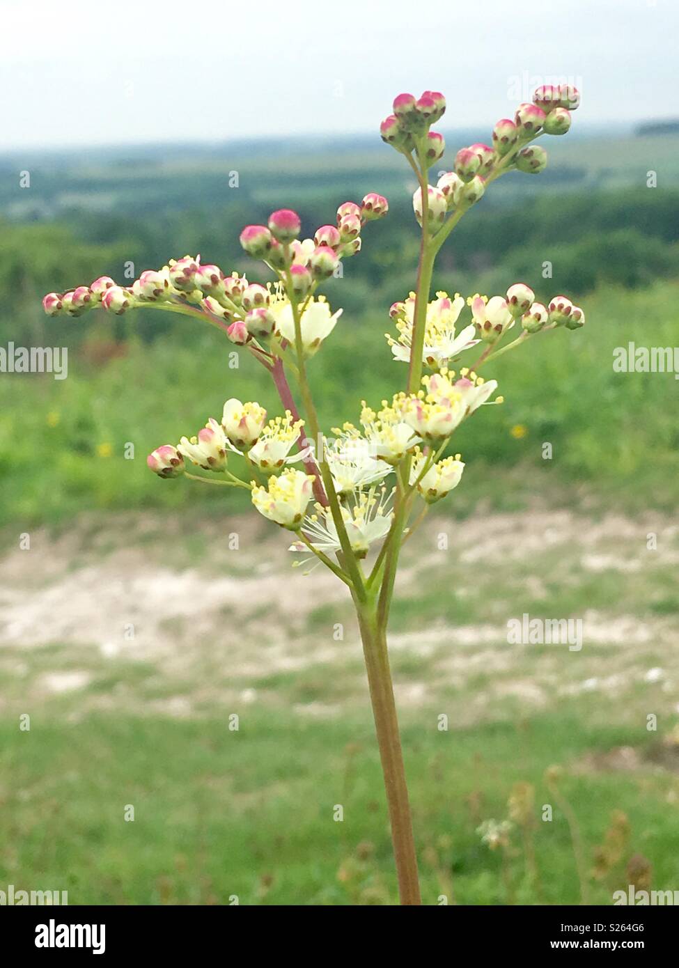 Wild flower blowing in the wind Stock Photo - Alamy