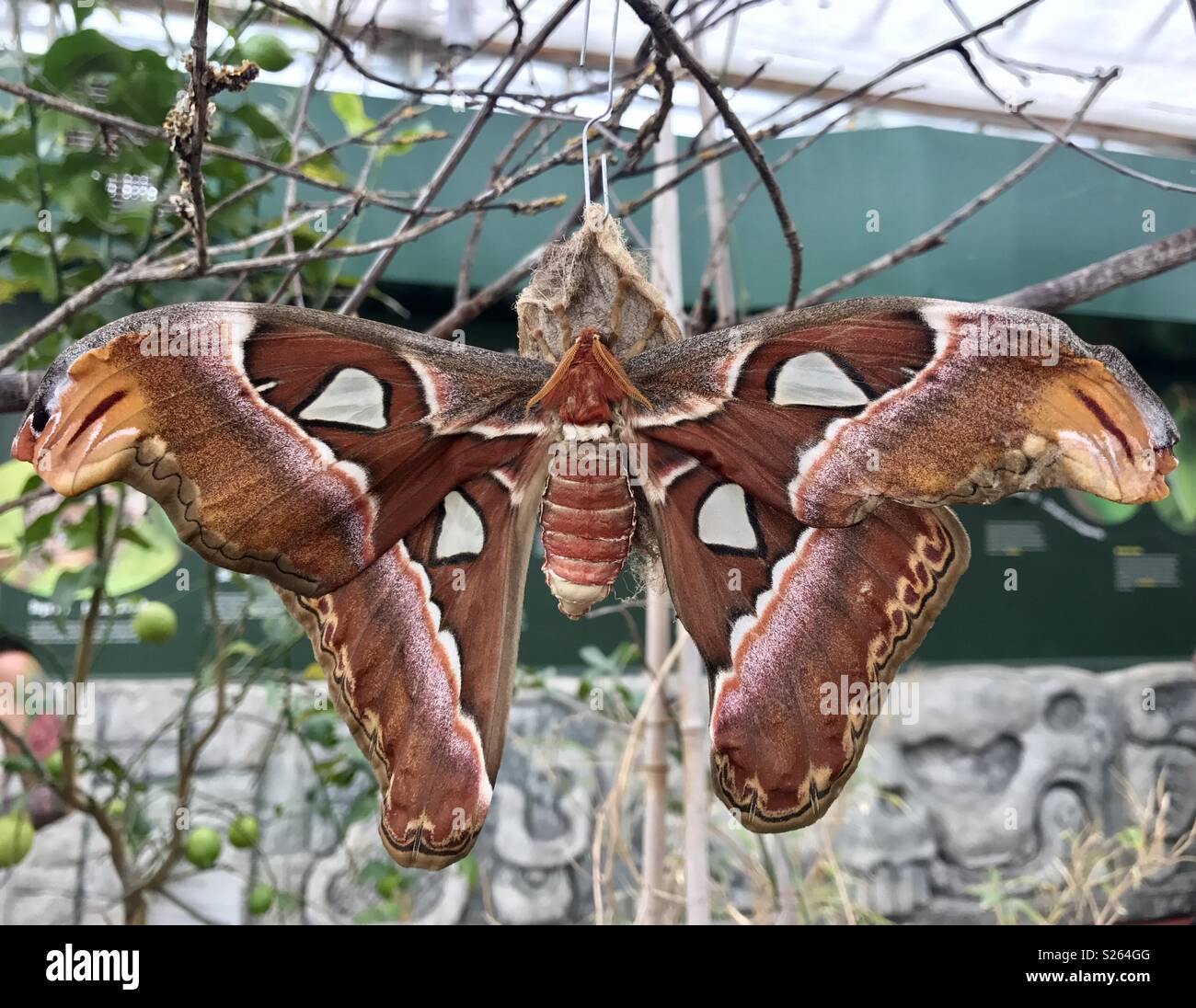 Moth chrysalis hi-res stock photography and images - Alamy