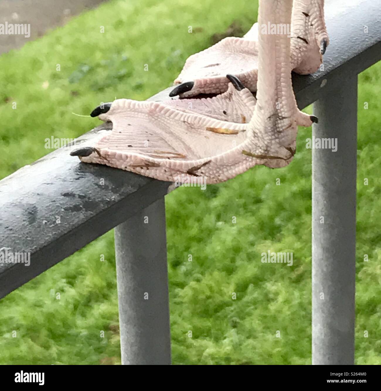 Seagull feet hi-res stock photography and images - Alamy