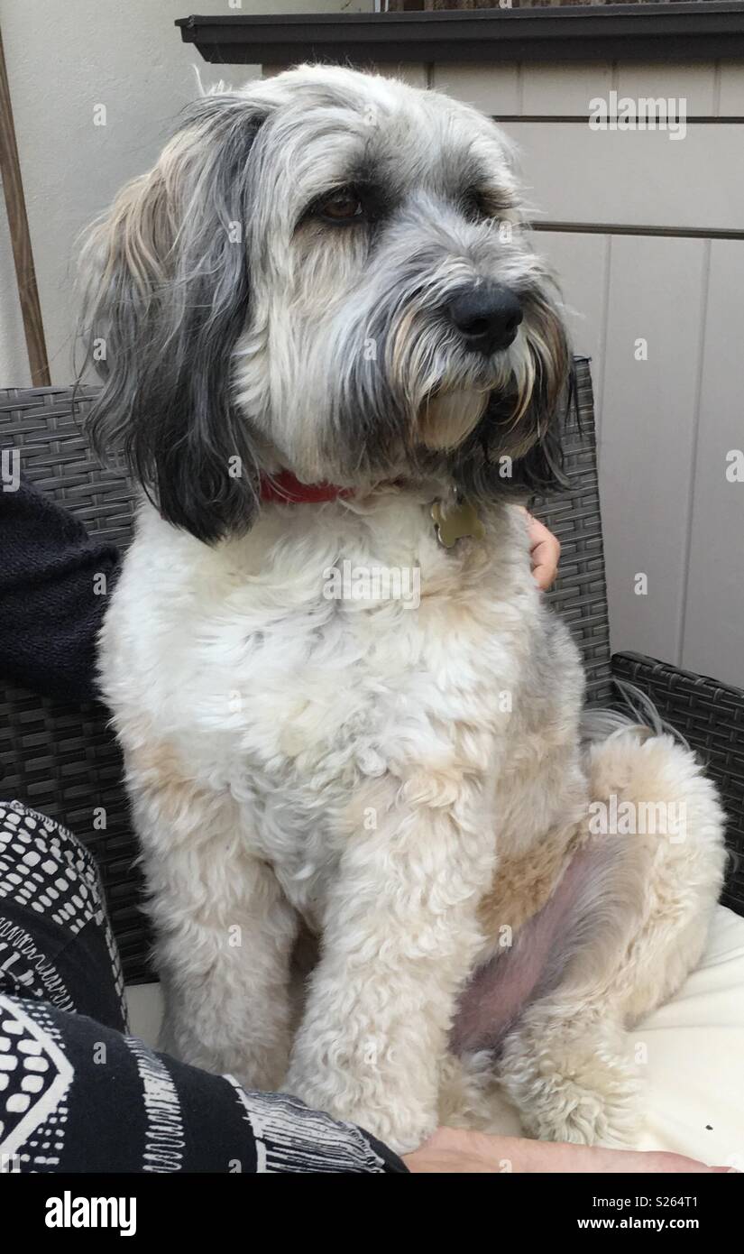 Holy dog of tibet hi-res stock photography and images - Alamy