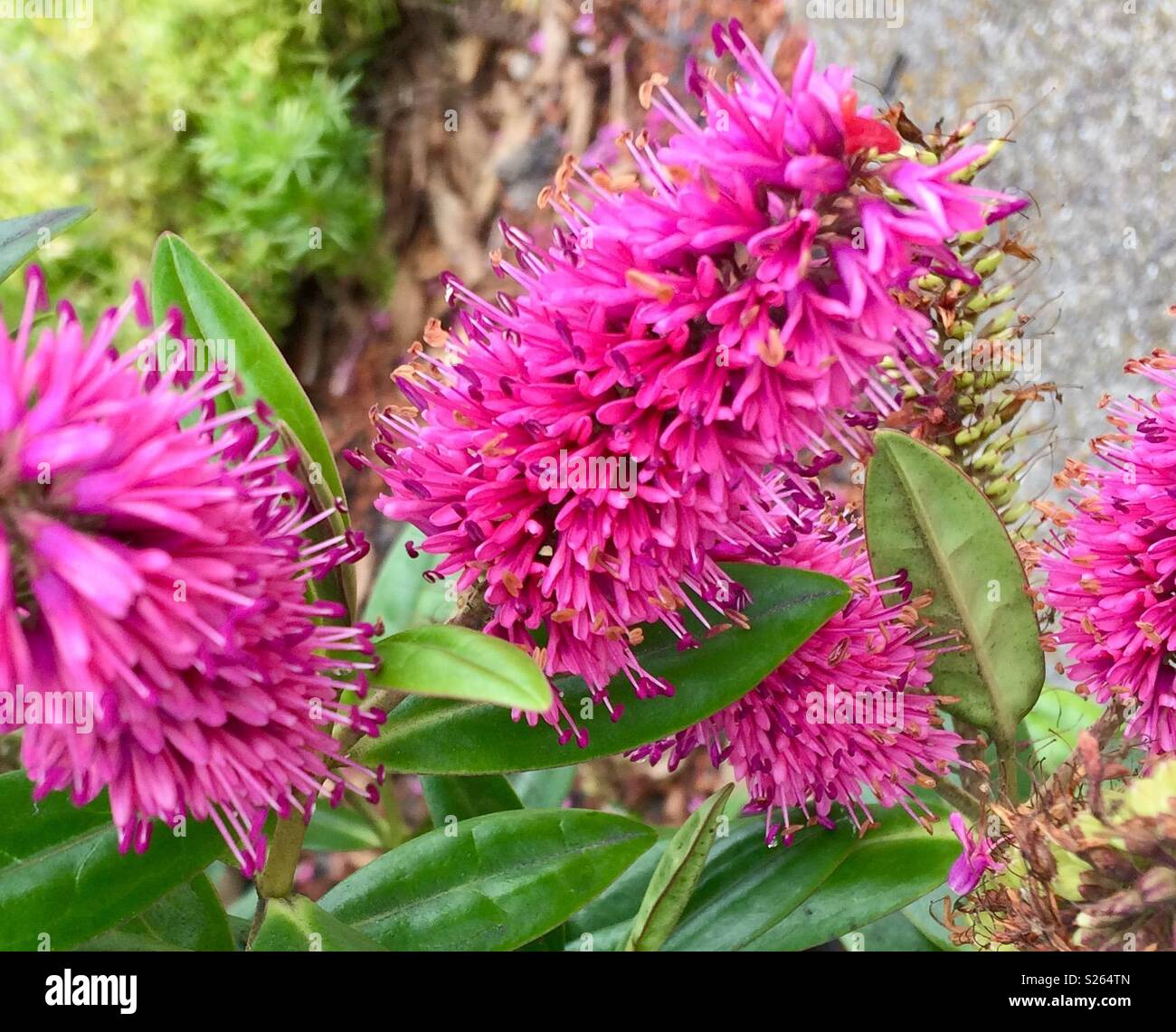 Vivid colors hi-res stock photography and images - Alamy