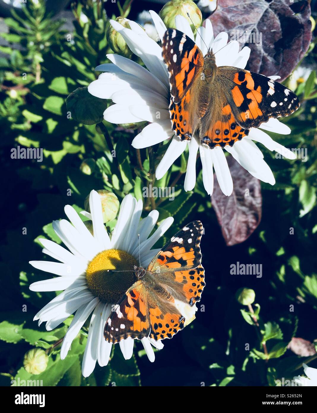 Lady butterflies hi-res stock photography and images - Alamy