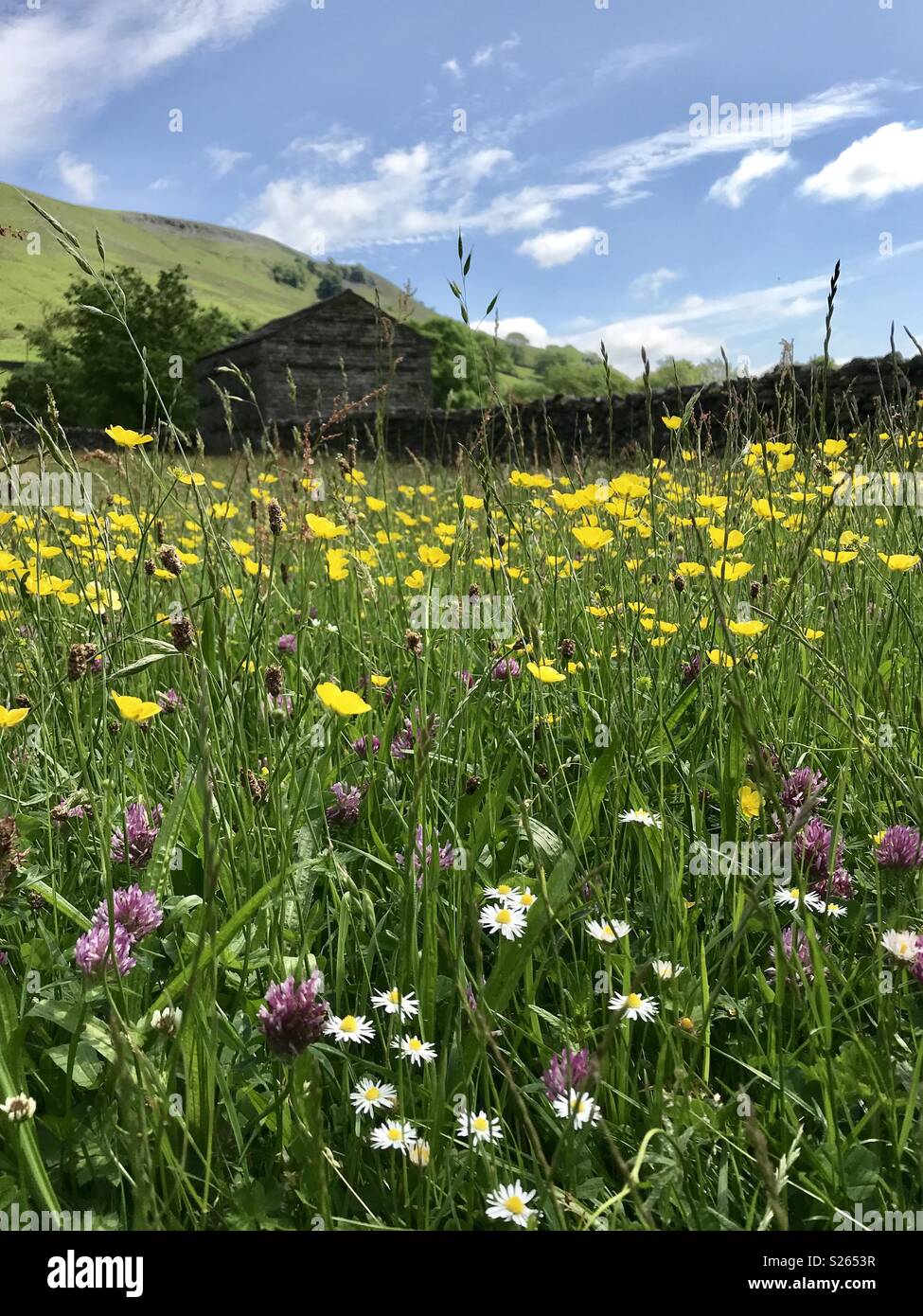 English Countryside Wildflower meadow Stock Photo - Alamy