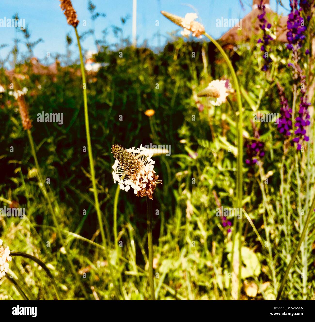 Grass headed weed in garden Stock Photo - Alamy