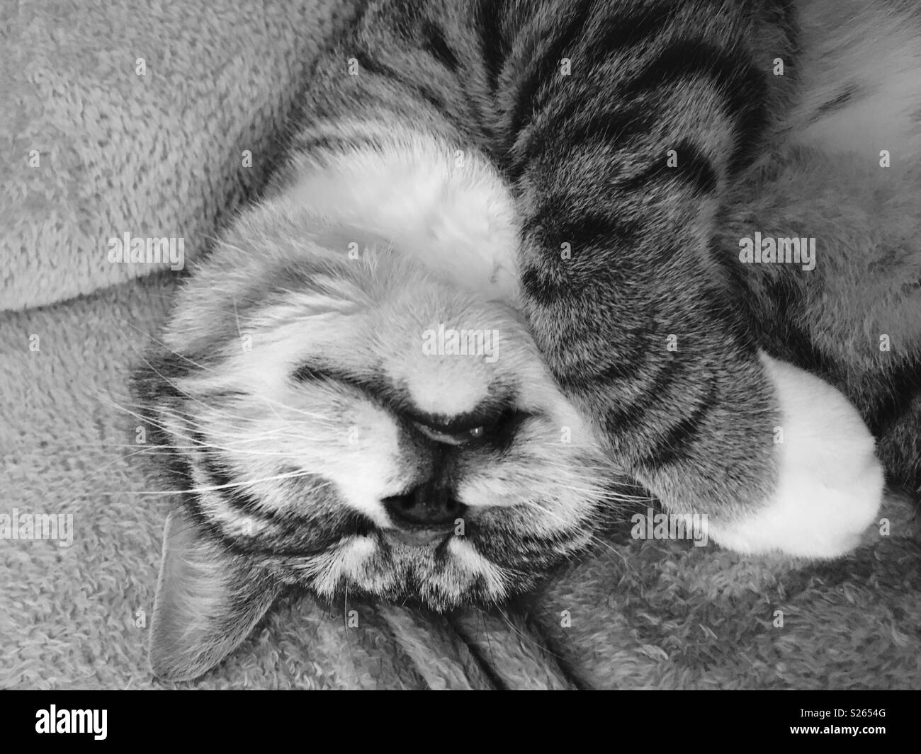 Mono Tabby Cat High Resolution Stock Photography and Images - Alamy