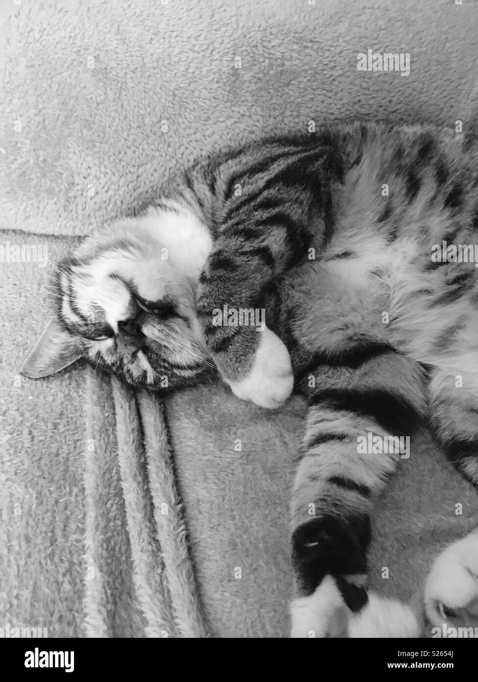 Mono Tabby Cat High Resolution Stock Photography and Images - Alamy